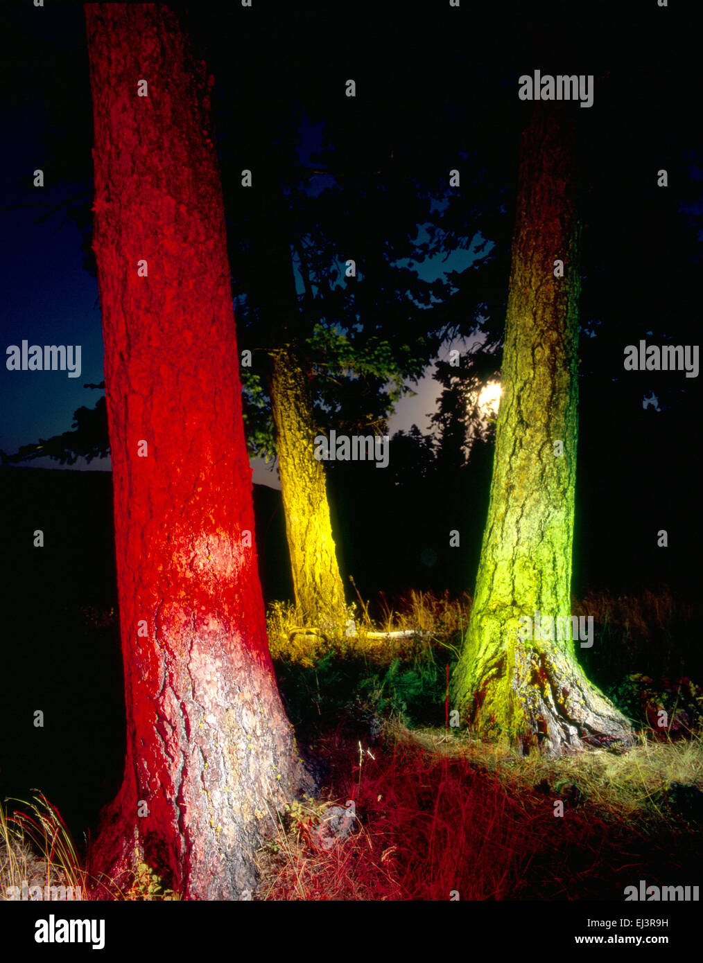 Pine trees light up with colored lights in central Oregon Blue ...