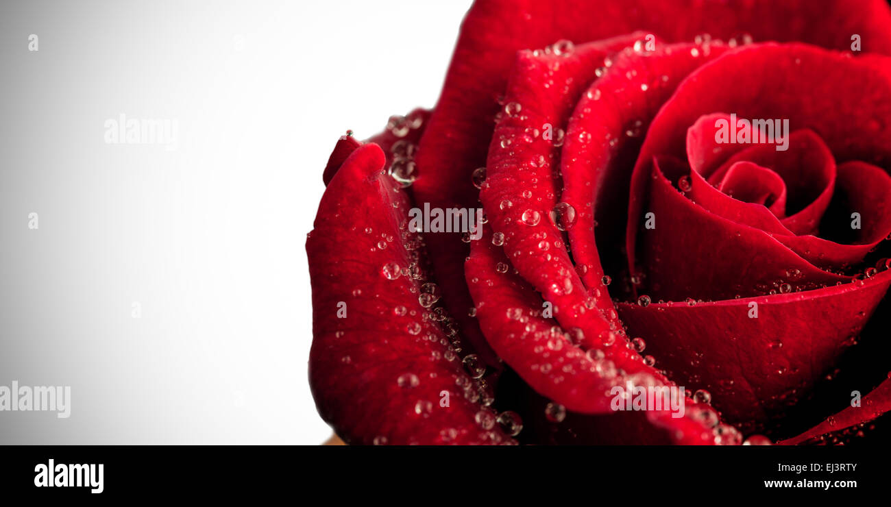 Rose vignette hi-res stock photography and images - Alamy
