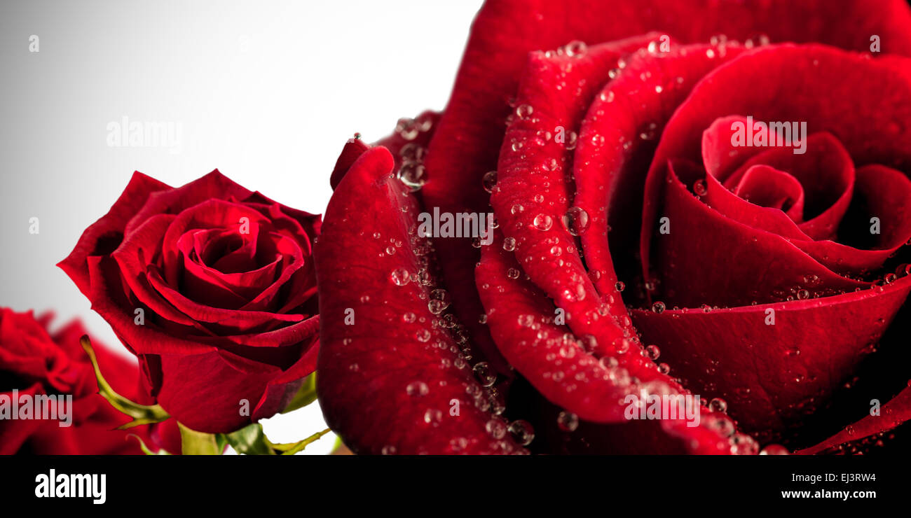 Rose vignette hi-res stock photography and images - Alamy