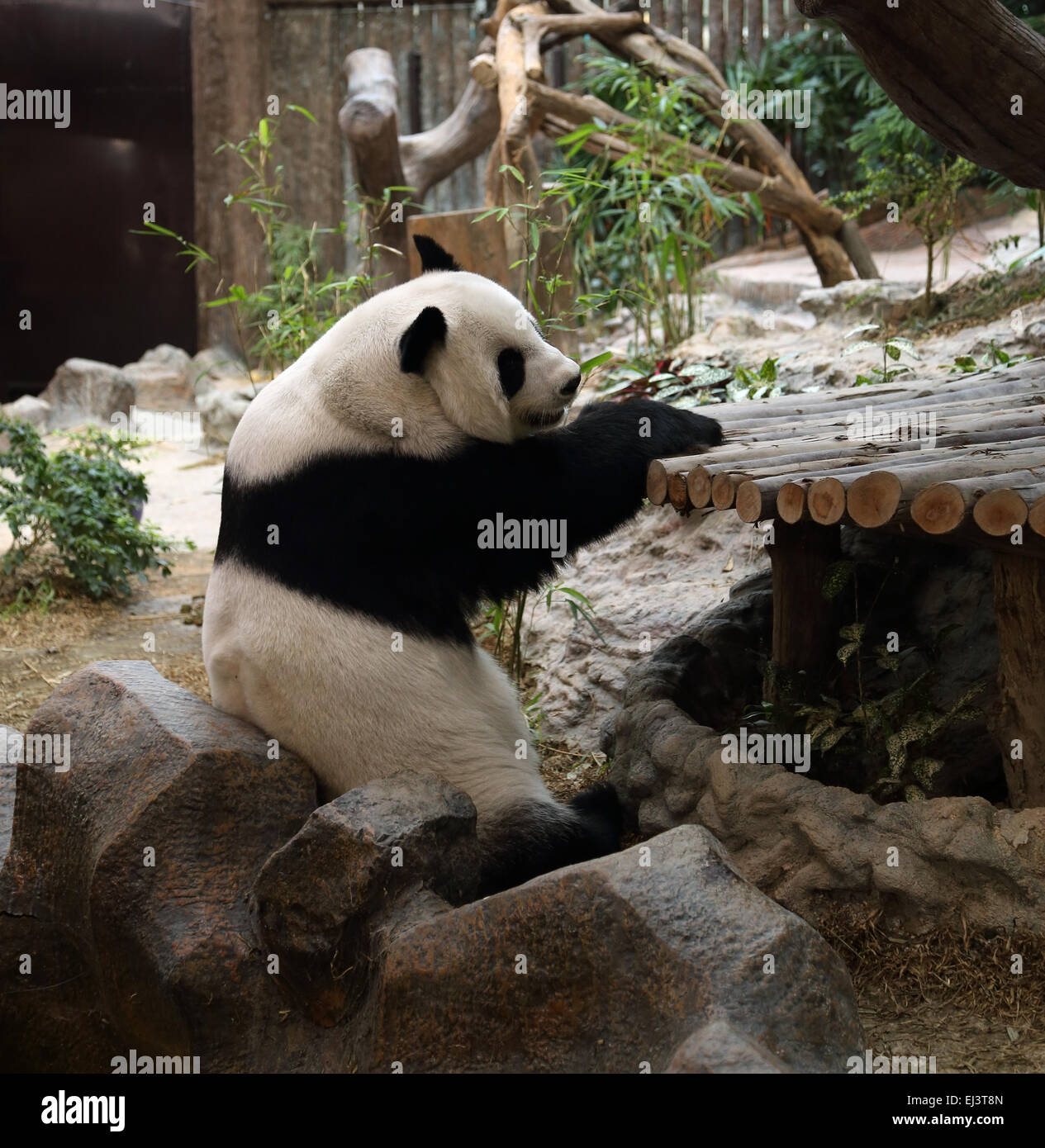 panda bear resting in the zoo Stock Photo - Alamy