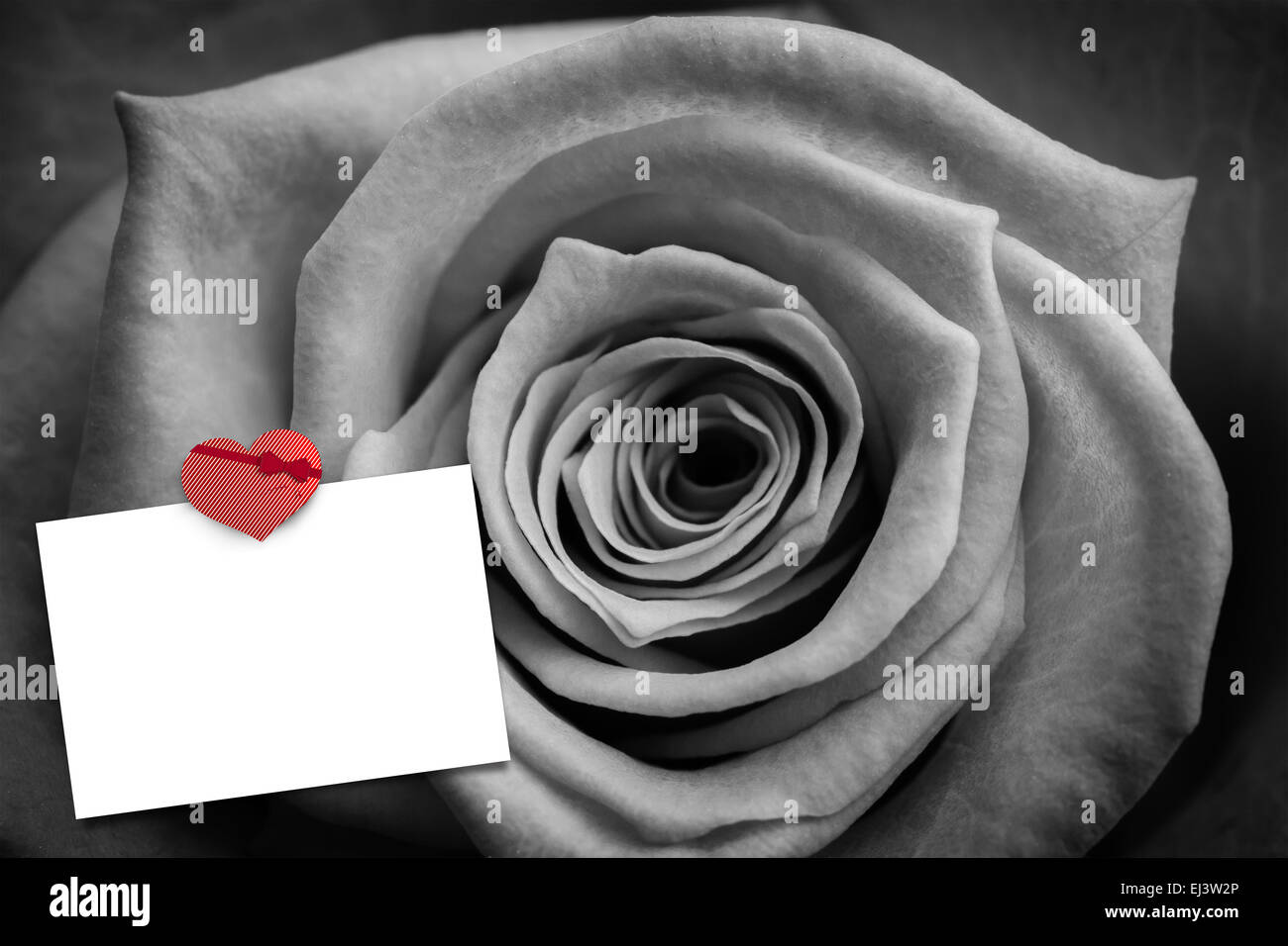 Rose in black white hi-res stock photography and images - Alamy