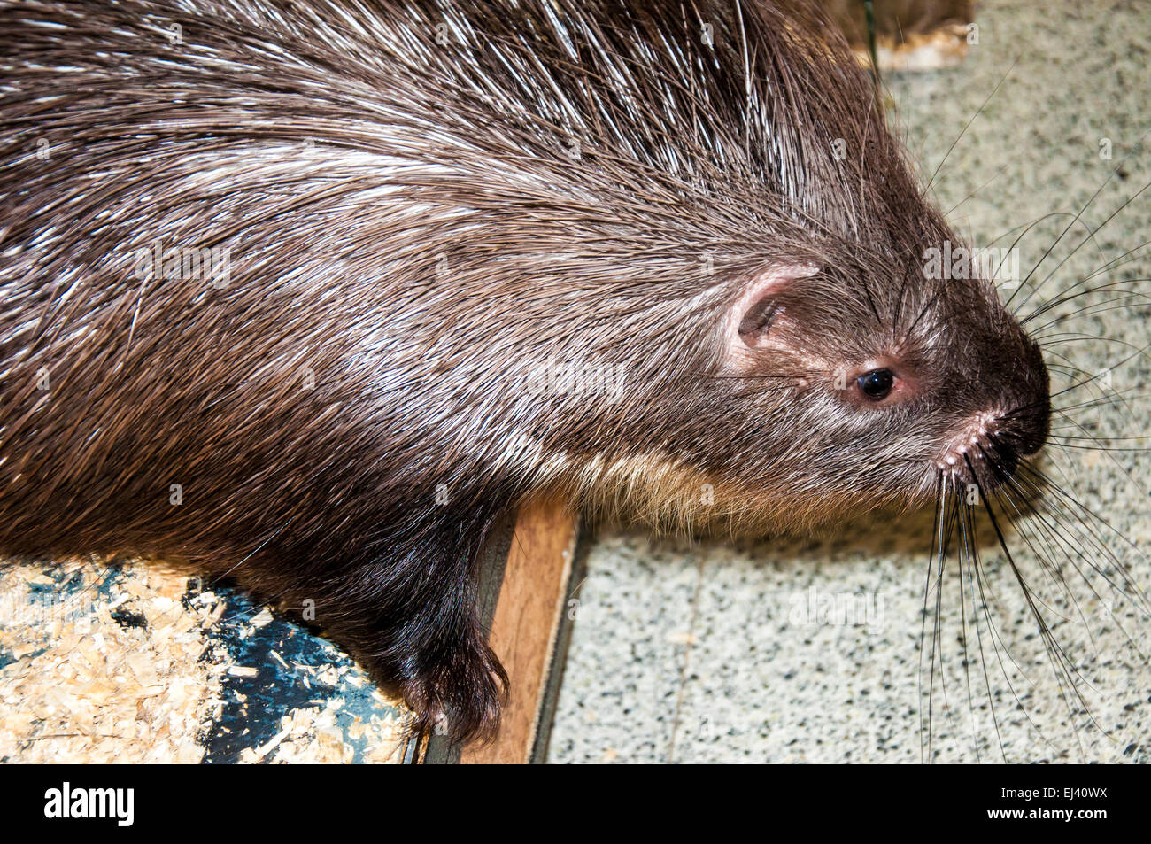 Porcupine is a large rodent, whose body is covered with short and long ...