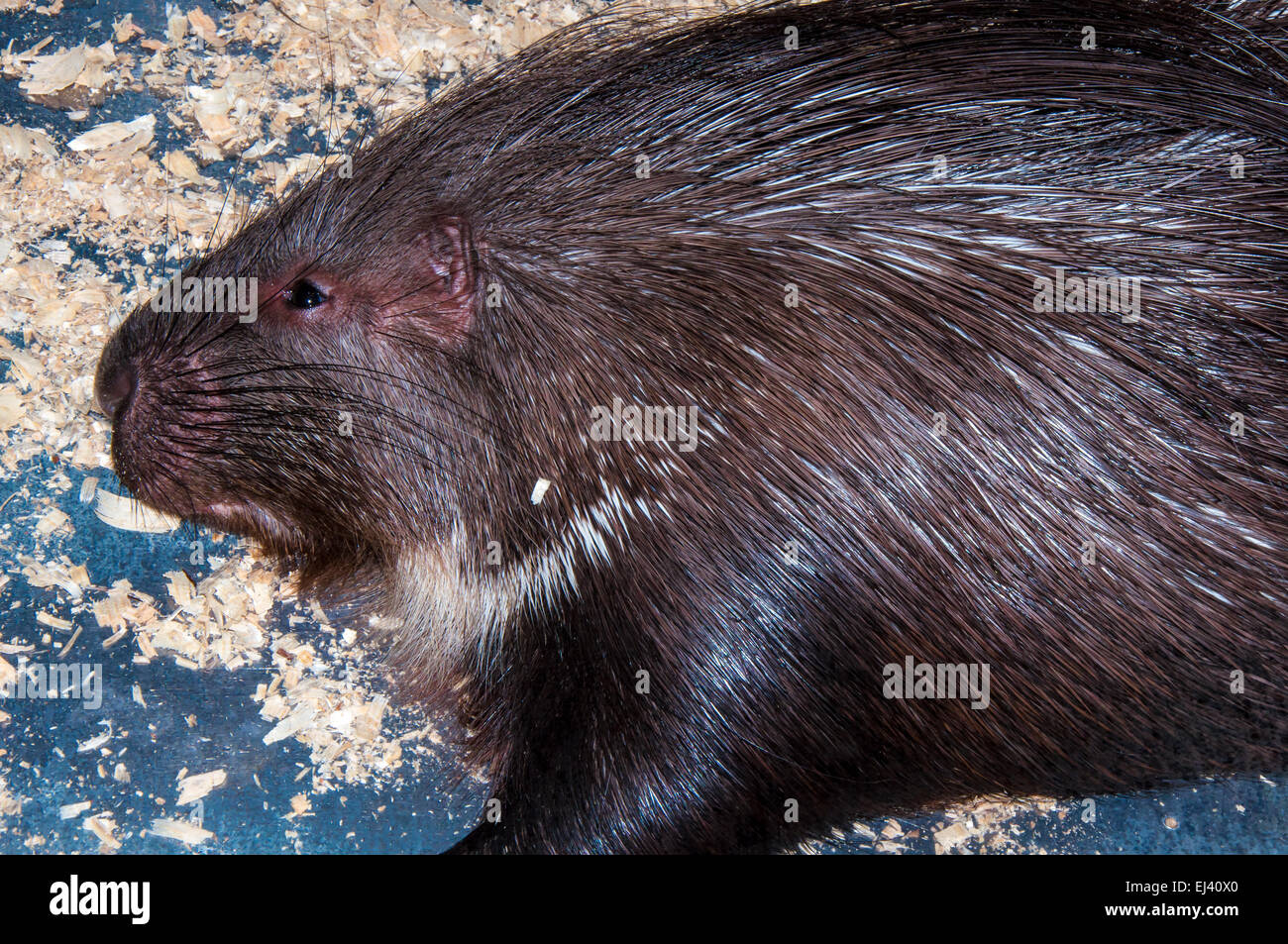 Porcupine is a large rodent, whose body is covered with short and long ...