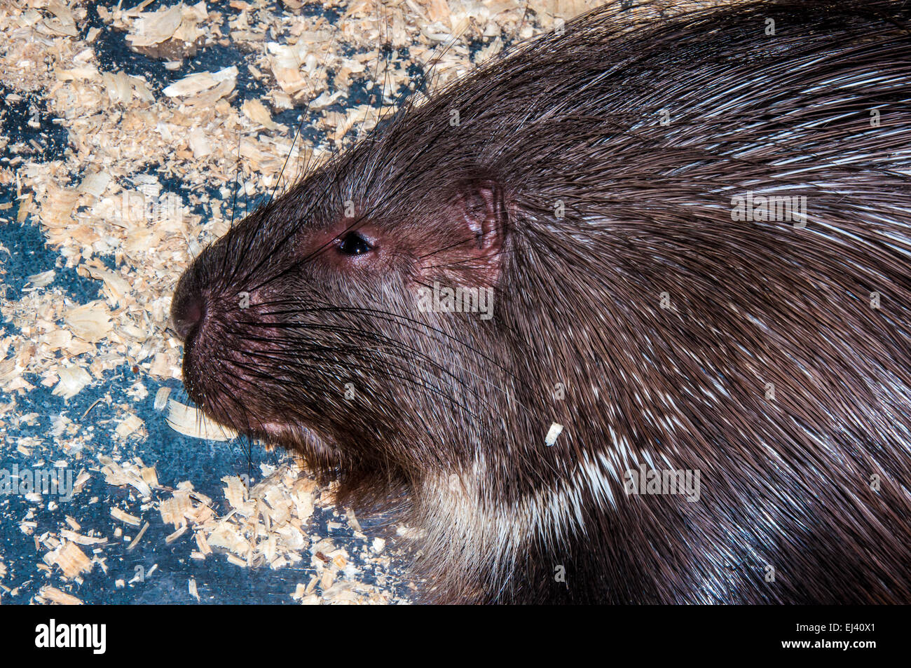 Porcupine is a large rodent, whose body is covered with short and long ...