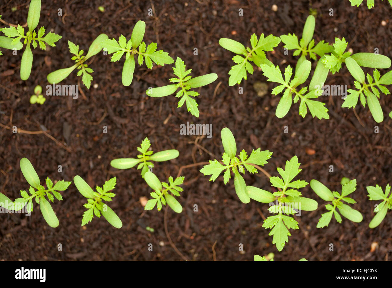 Humus soil hi-res stock photography and images - Alamy