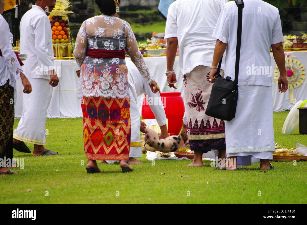 Klaten, Central Java, Indonesia, 20th Mar, 2015. A pig is slaughtered ...