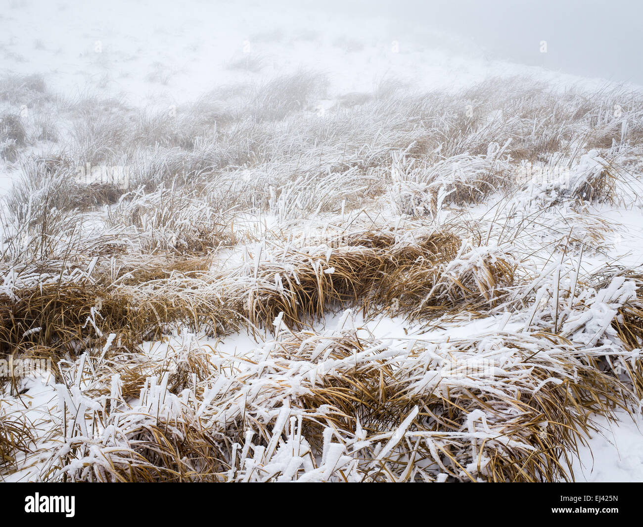 Frozen grass hi-res stock photography and images - Alamy