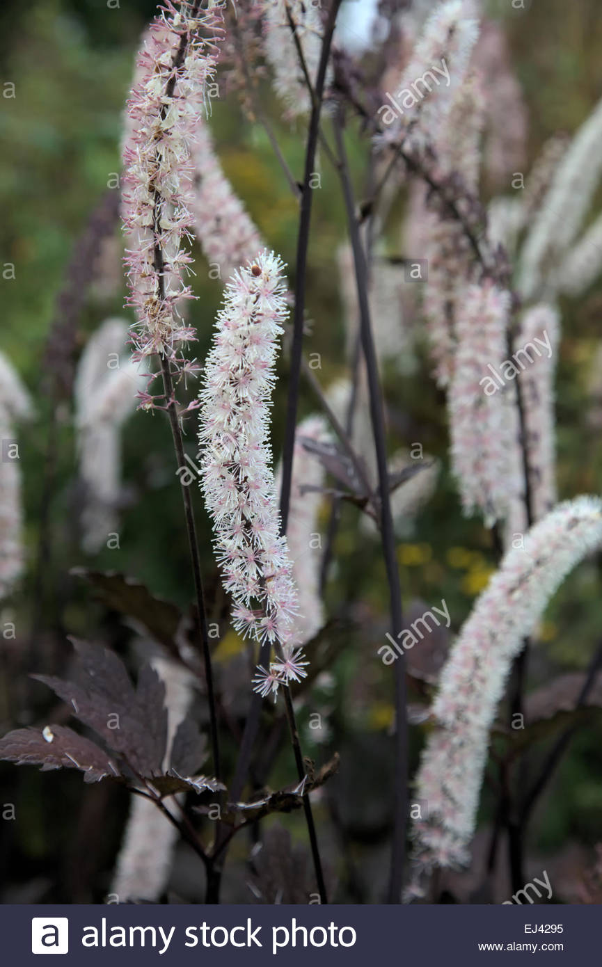 Actaea simplex (Atropurpurea Group) 'Brunette' AGM Stock Photo, Royalty ...