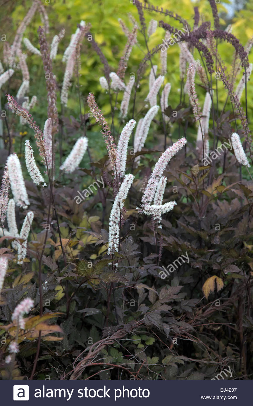 Actaea simplex (Atropurpurea Group) 'Brunette' AGM with Cornus alba ...