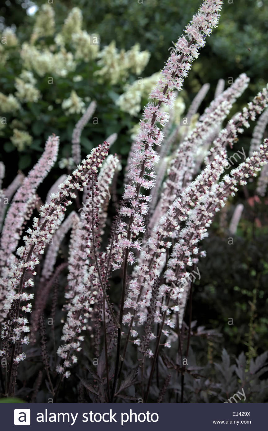 Actaea simplex (Atropurpurea Group) 'James Compton' Stock Photo ...