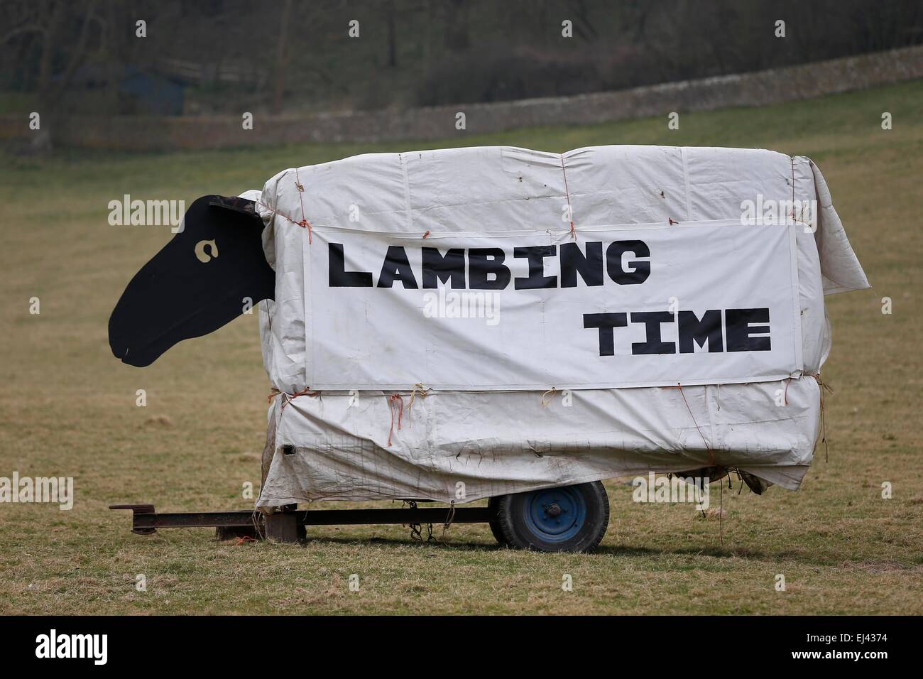 A farm trailer disguised as a sheep in a field Stock Photo - Alamy