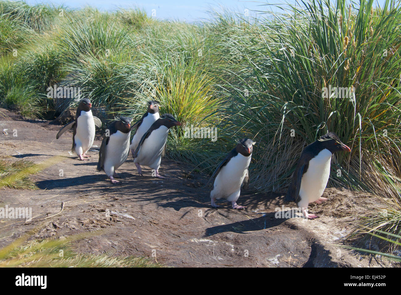 Group of Rock Hopper Penguins West Point Island Falkland Islands Stock ...
