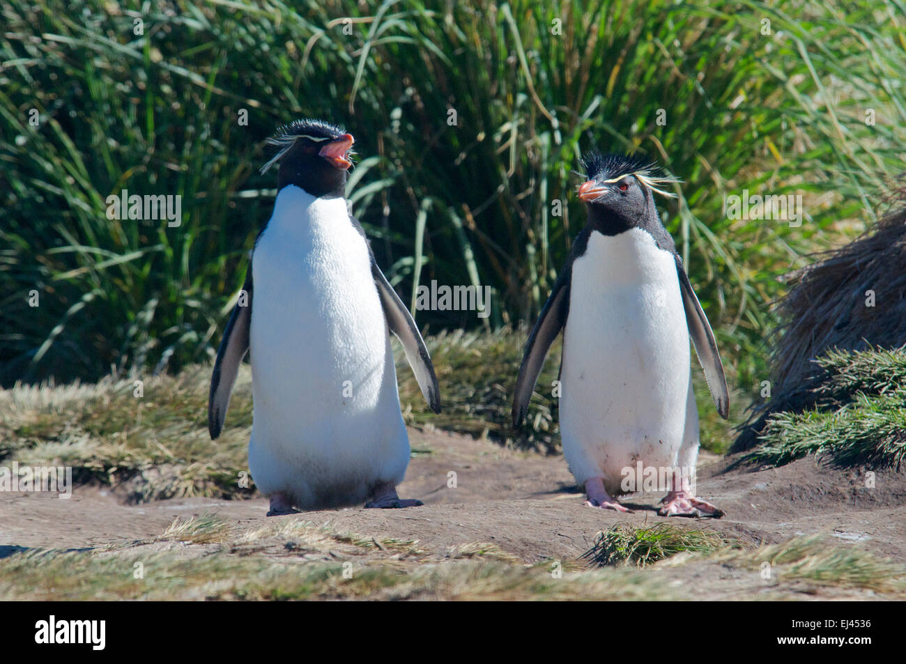 Rockhopper penguins falklands hi-res stock photography and images - Alamy