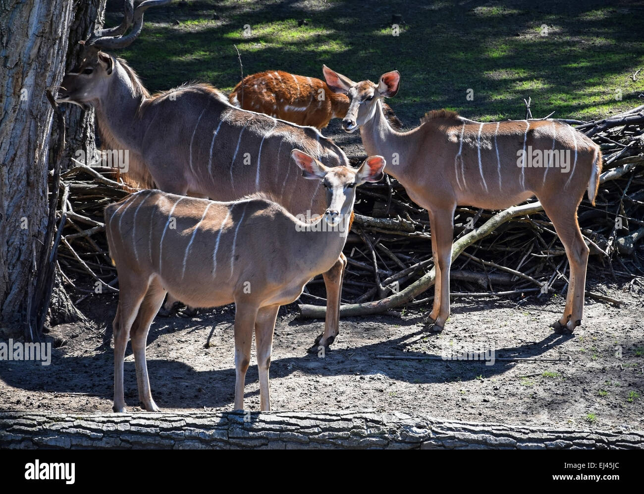 Antelope antelopes front view hi-res stock photography and images - Alamy
