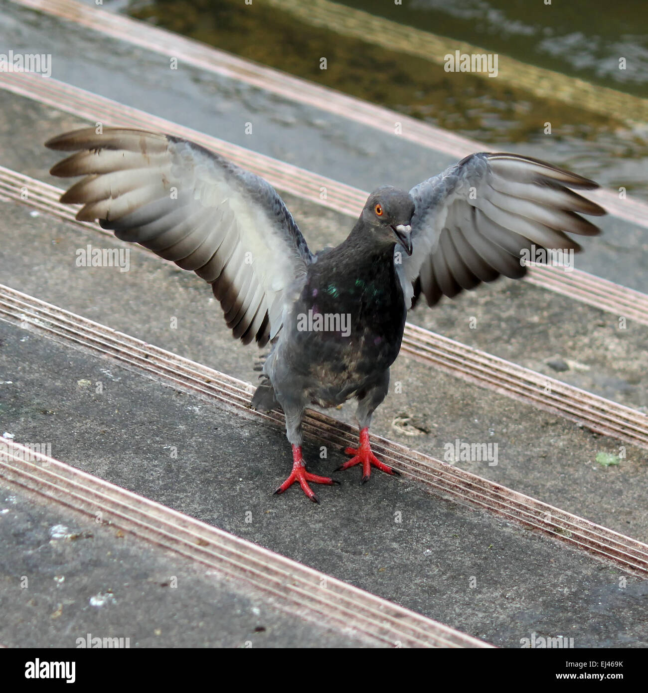 Landing pigeon hi-res stock photography and images - Alamy