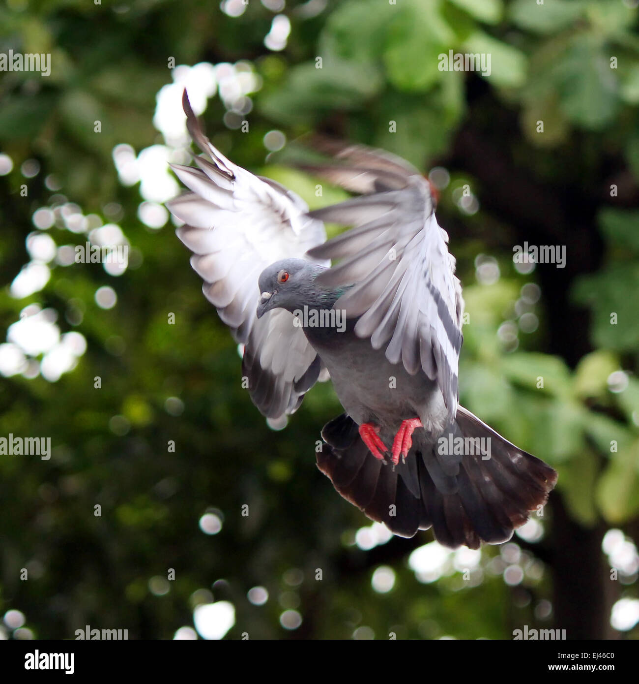 Flying pigeon in the natural Stock Photo - Alamy