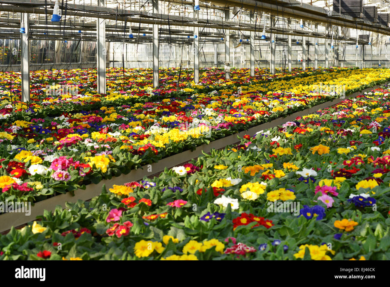 Flora Assorted Flowers High Resolution Stock Photography and Images - Alamy