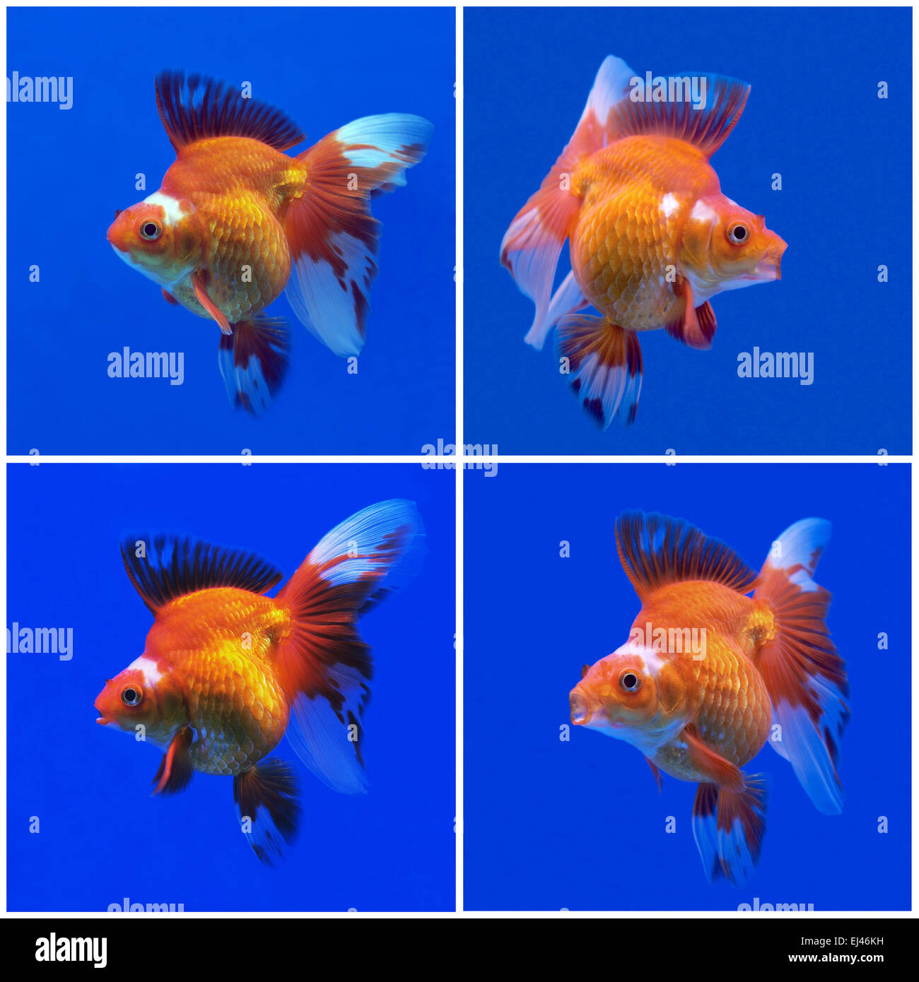 collection of beautiful goldfish in fish tank Stock Photo - Alamy