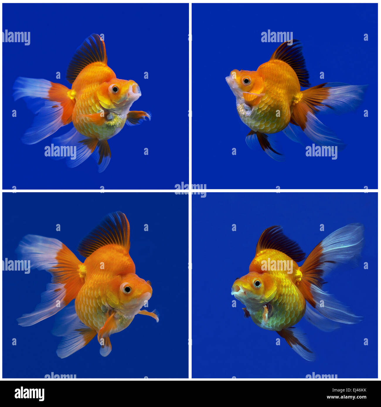 Aquarium fish collection hi-res stock photography and images - Alamy