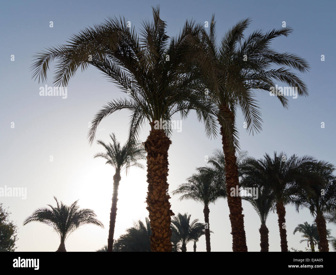 palms trees silhouetted and back lit against an early evening sky ...