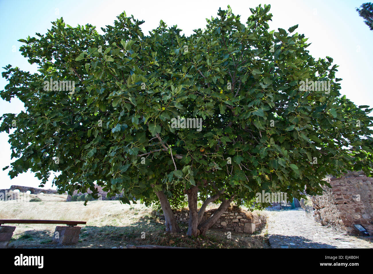 A Fig tree growing in Lesbos, Greece Stock Photo - Alamy