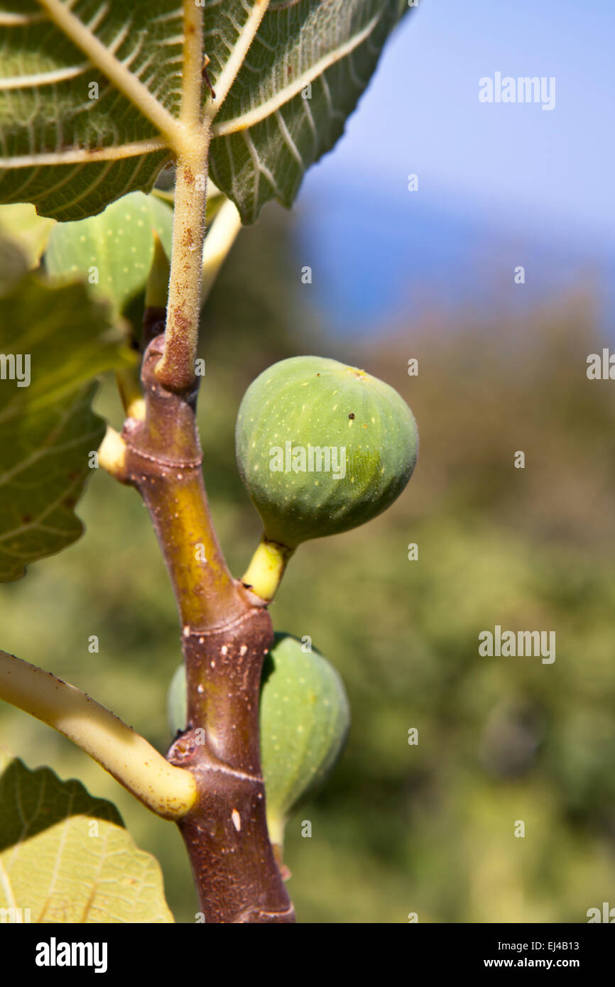 A Fig tree growing in Lesbos, Greece Stock Photo - Alamy