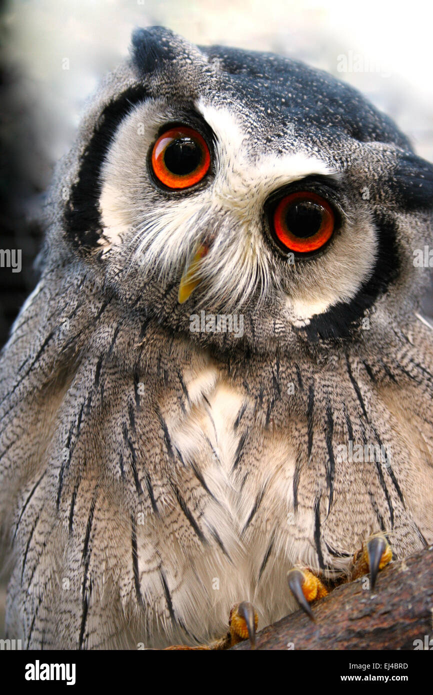 Scops owl, Welsh Mountain Zoo, Wales Stock Photo - Alamy