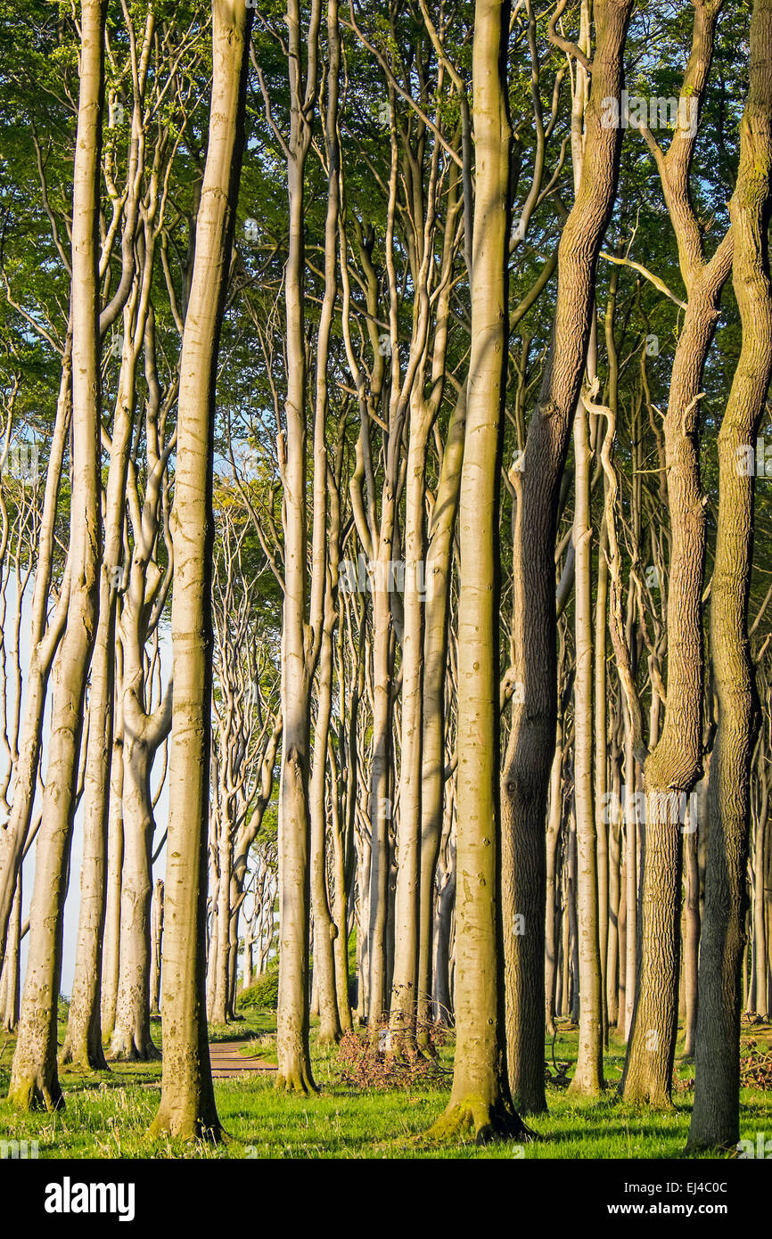Detail of some high beech trees seen in northern Germany Stock Photo ...
