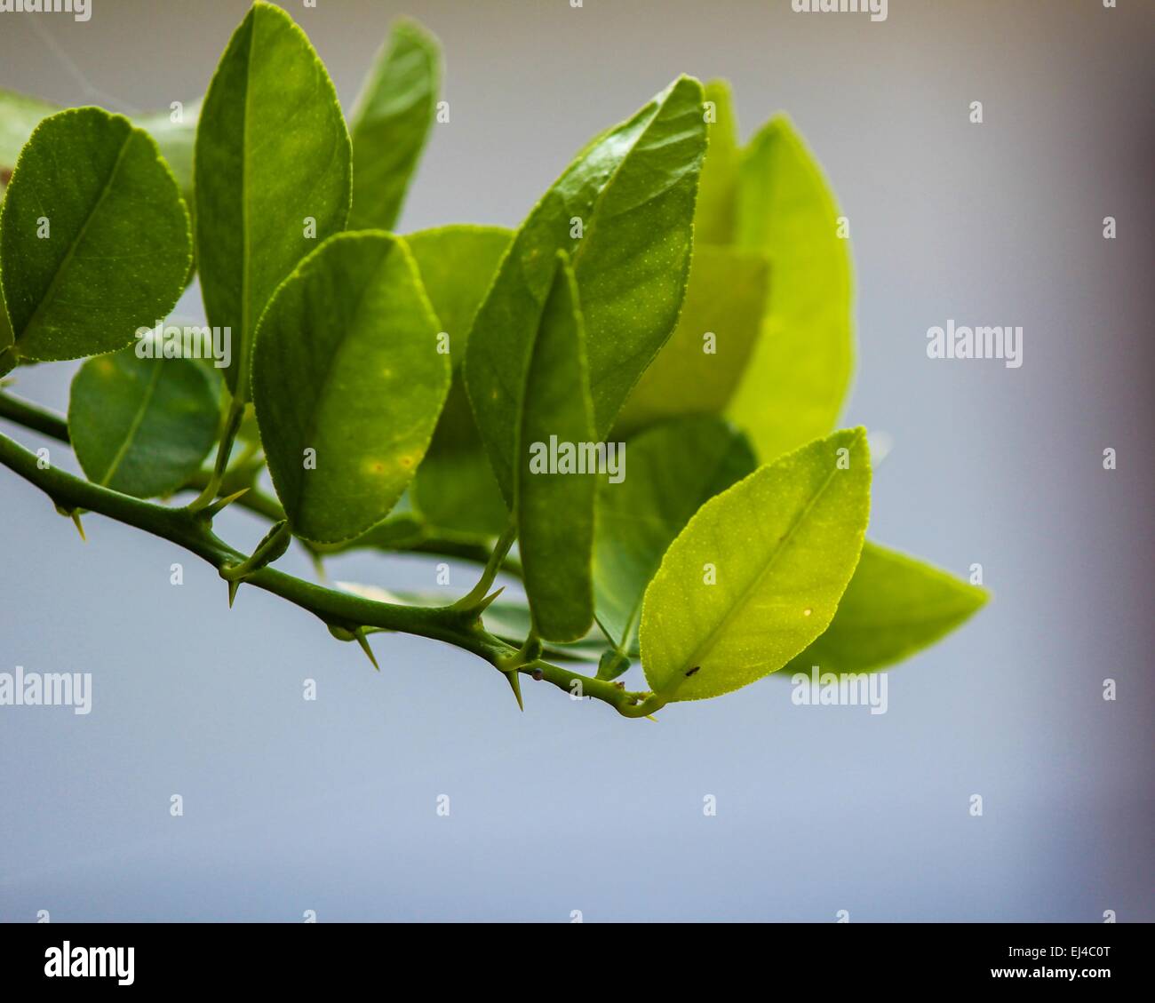 Close up of green leaf lemon tree green Stock Photo - Alamy