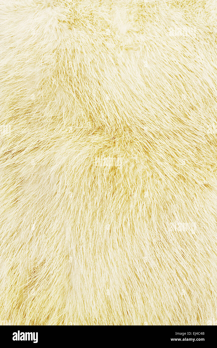 Yellowish-beige mink fur Stock Photo - Alamy