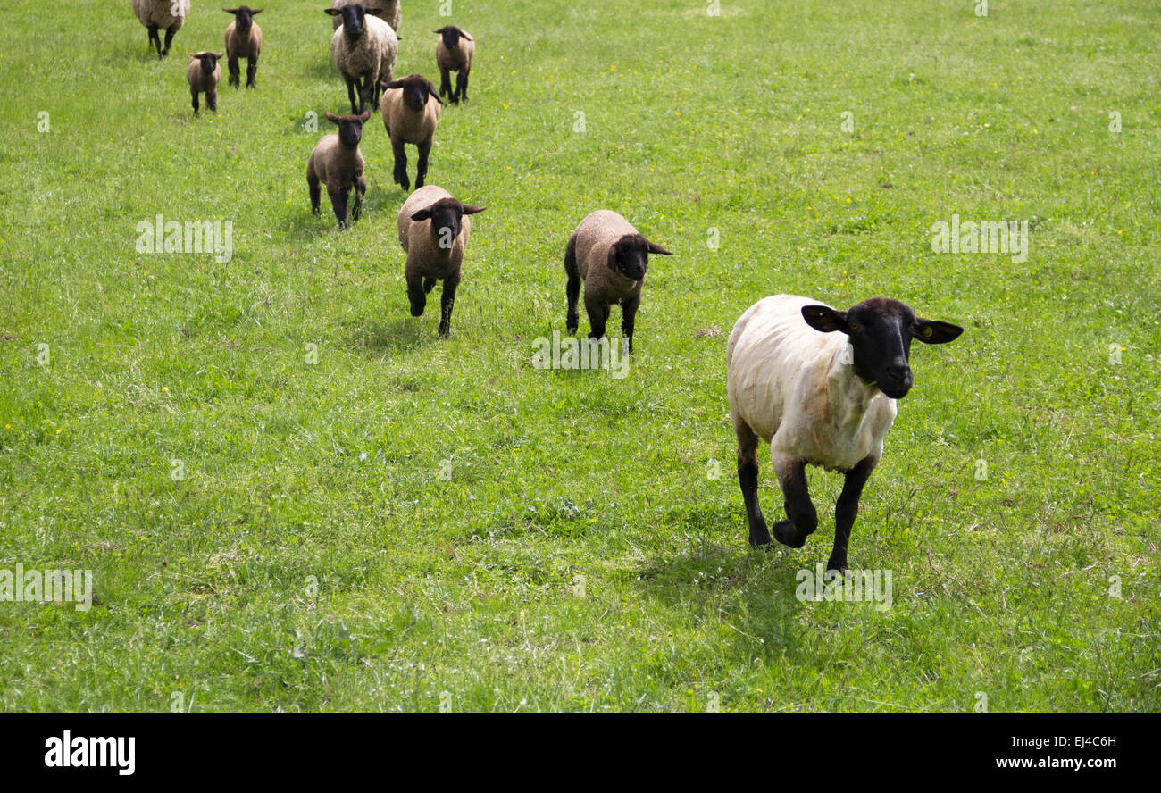Sheep in farmers field in italy Stock Photo - Alamy