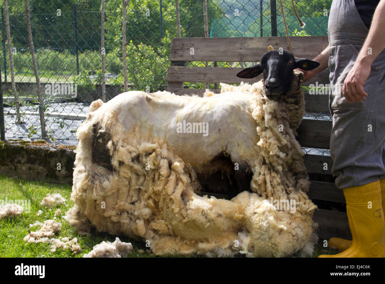 Sheep shearing hi-res stock photography and images - Alamy
