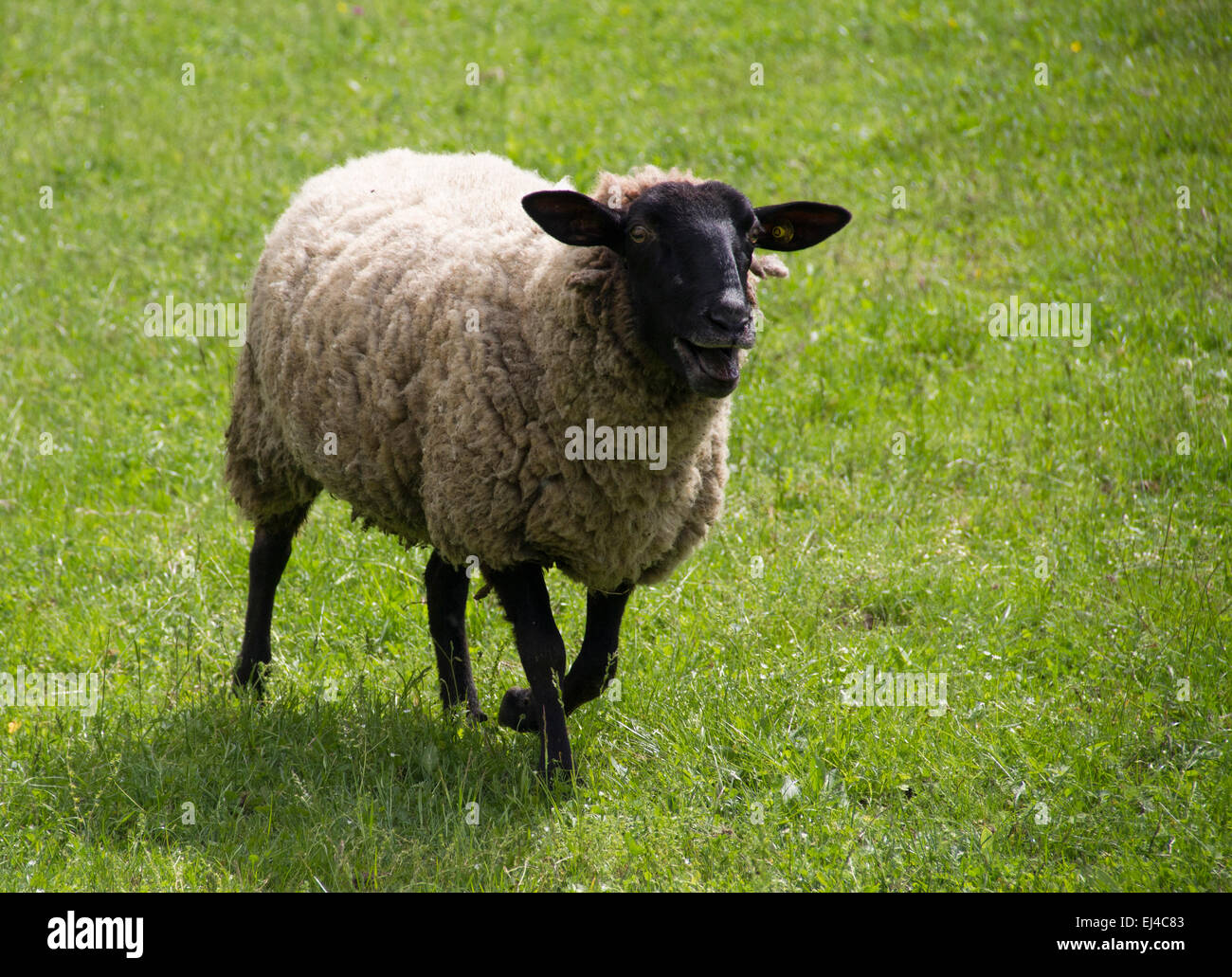 Sheep in farmers field in italy Stock Photo - Alamy