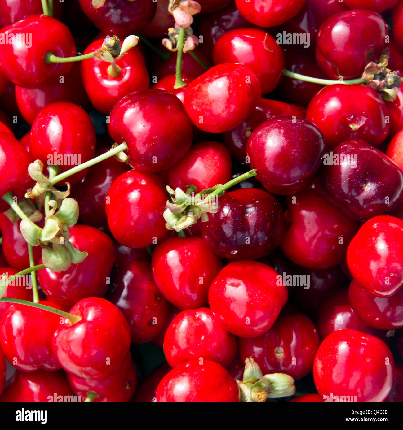 Fresh organic red cherries with stems Stock Photo - Alamy