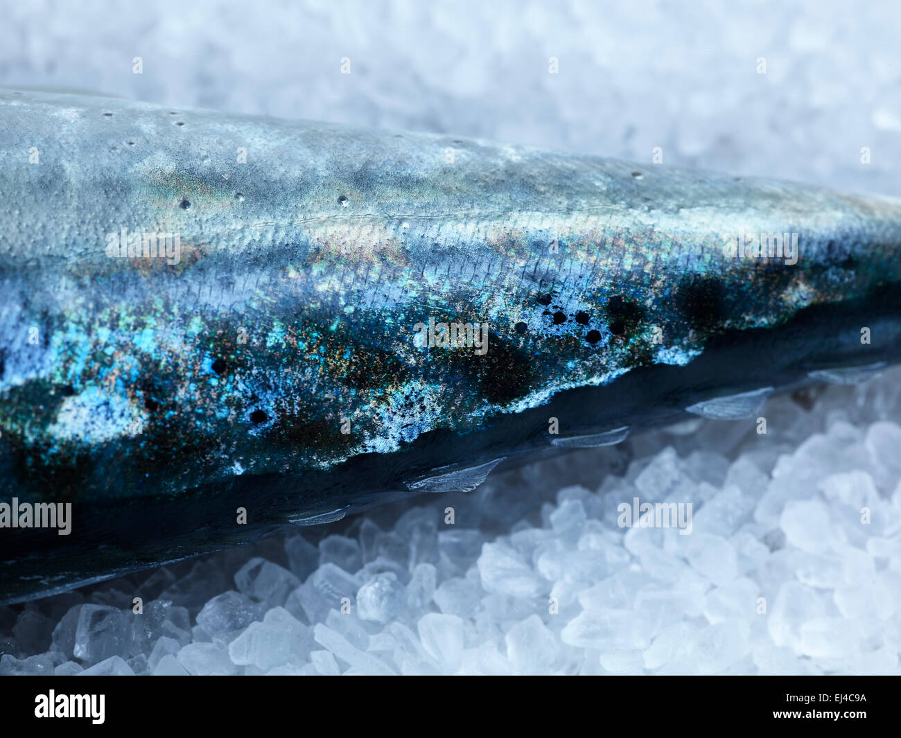 Silver fish scales hi-res stock photography and images - Alamy