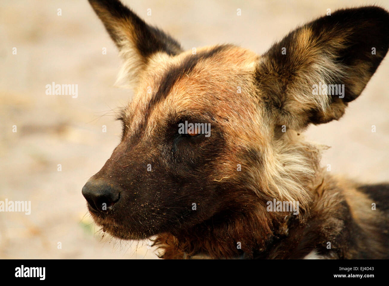 Hunting African Wild Dog. This is the most successful African predator ...
