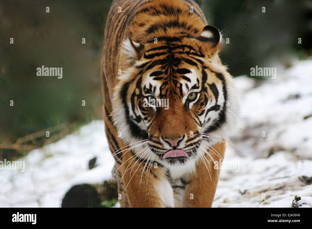 Tiger, The Welsh Mountain Zoo, Wales Stock Photo - Alamy