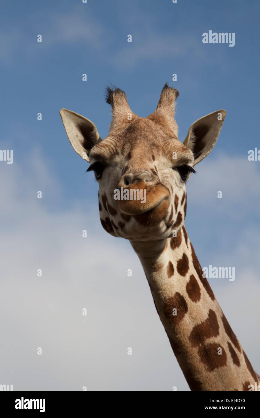 Giraffe, Chester Zoo Stock Photo - Alamy