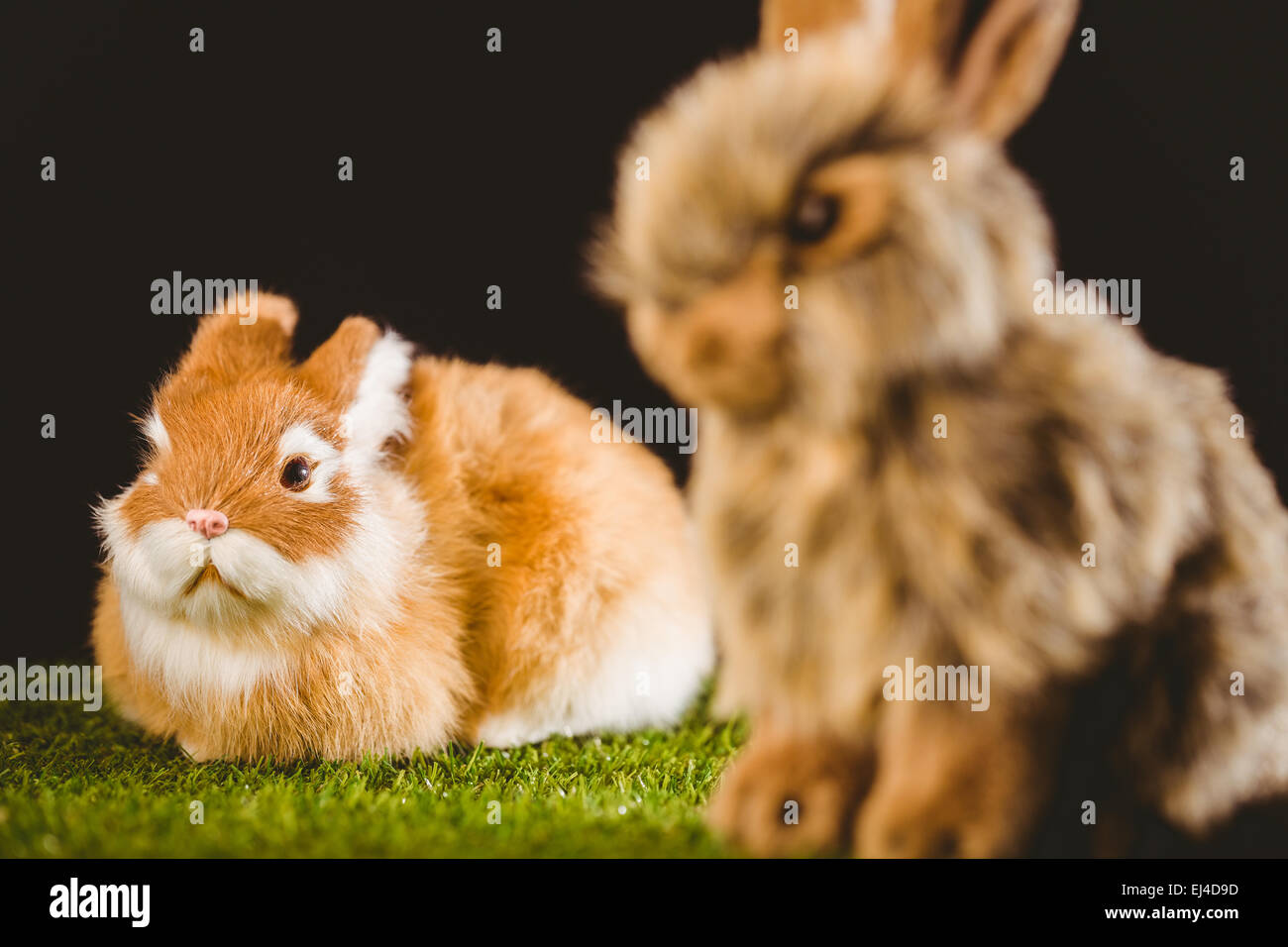 Ginger bunny hi-res stock photography and images - Alamy