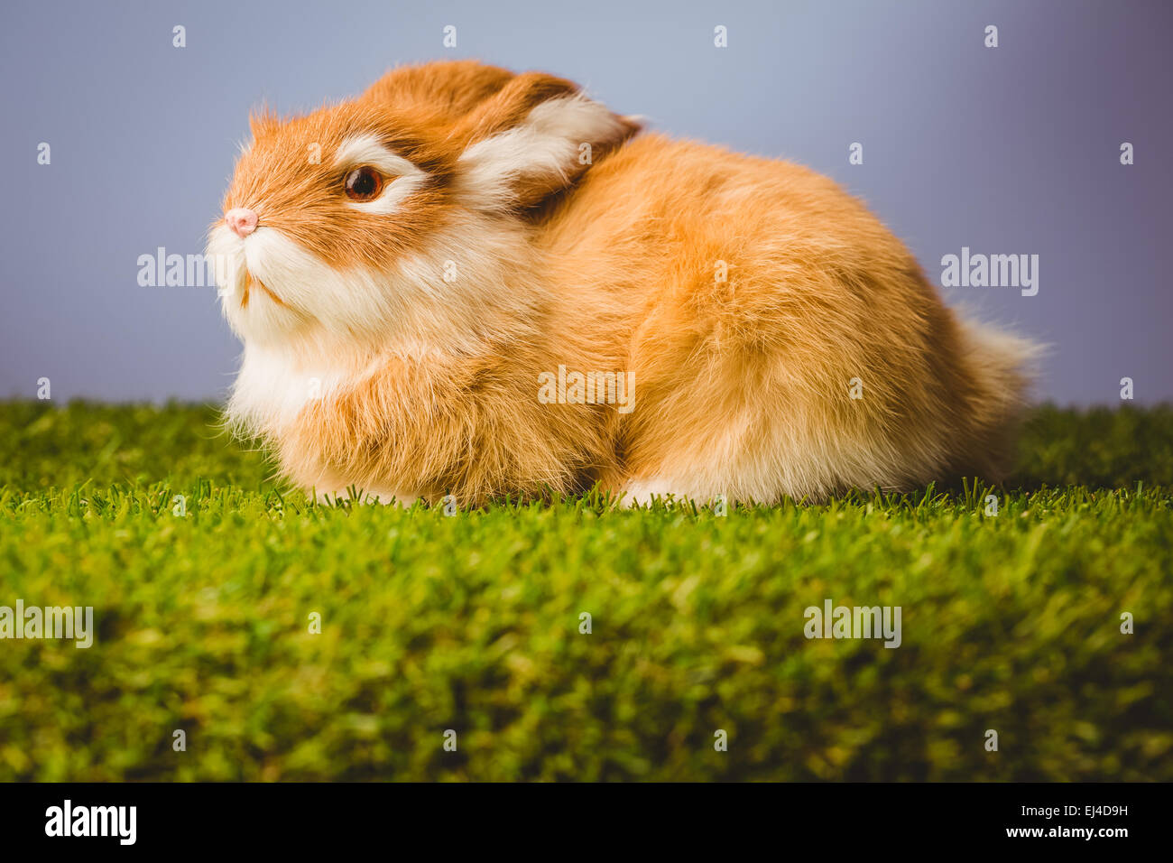 Ginger bunny rabbit Stock Photo - Alamy