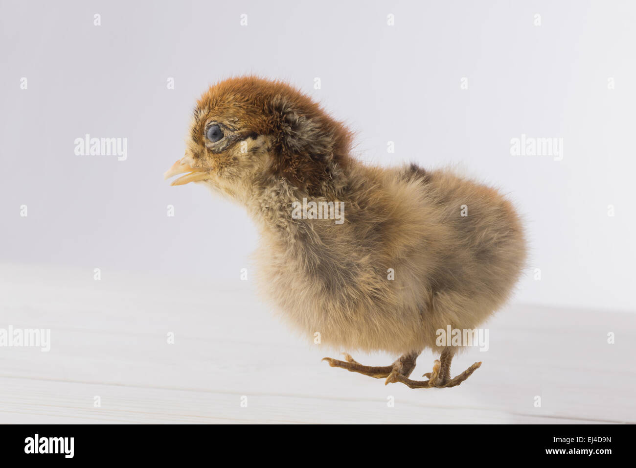Wooden chick hi-res stock photography and images - Alamy