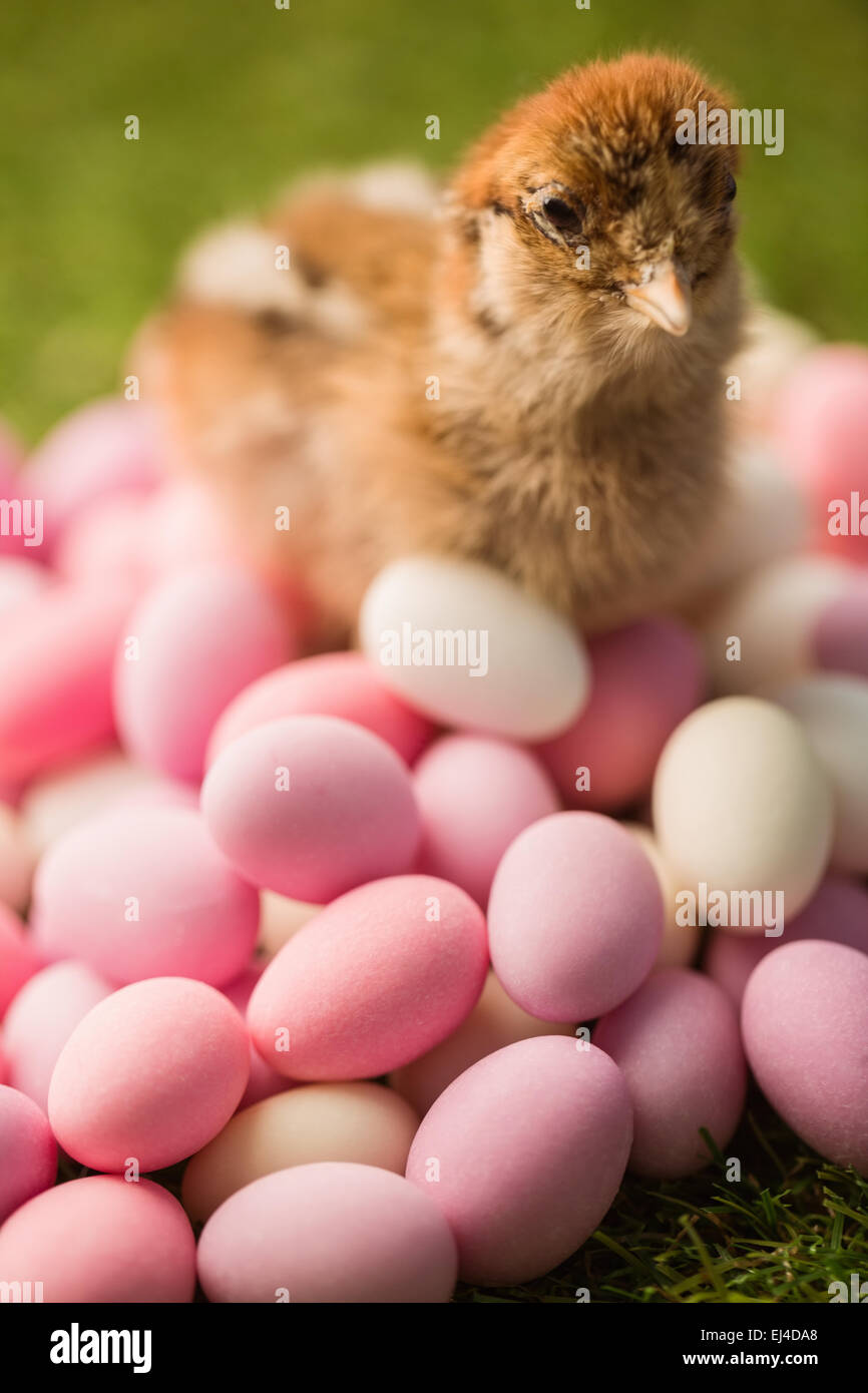 Stuffed chick with easter eggs Stock Photo - Alamy