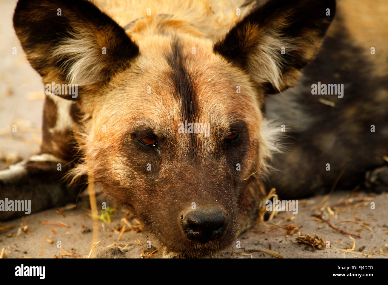 Hunting African Wild Dog. This is the most successful African predator ...