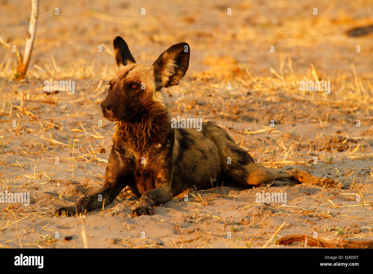 Top dog predator hi-res stock photography and images - Alamy