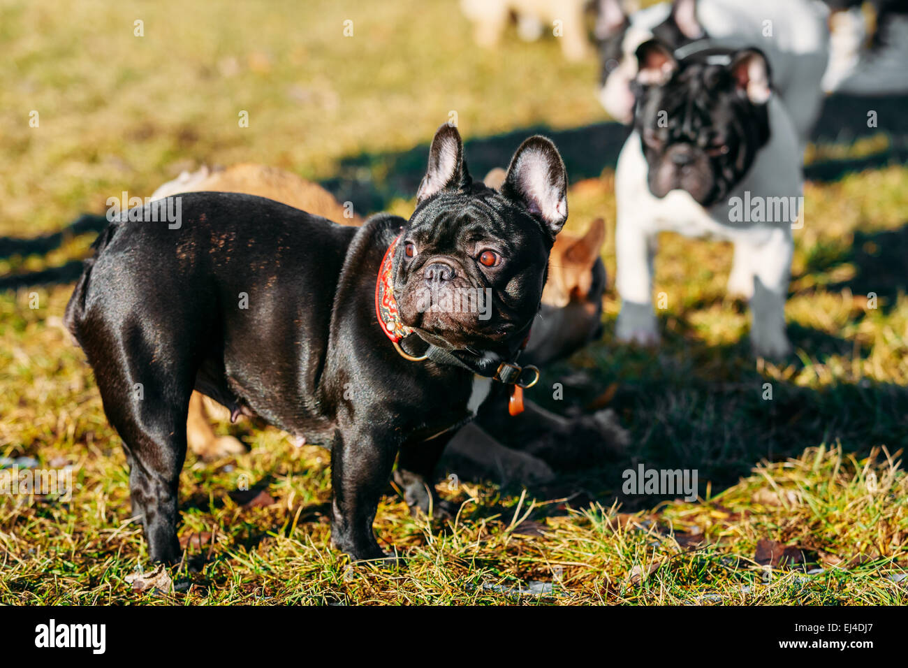 Are French Bulldogs Playful