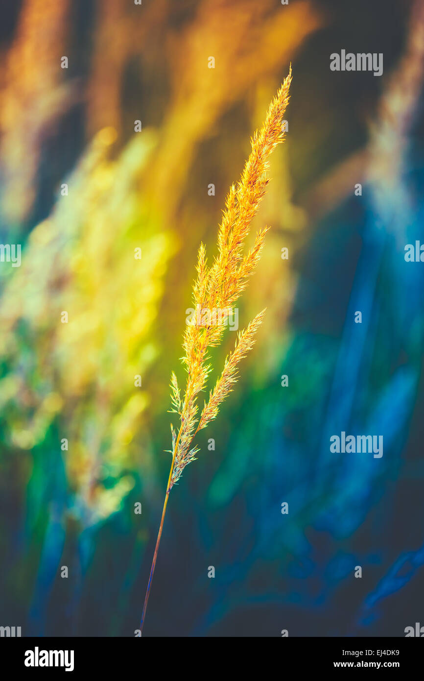 Dry Yellow Grass Field In Sunset Sunlight Stock Photo - Alamy