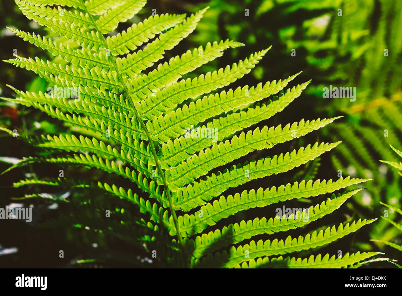 Vibrant green fern leaves hi-res stock photography and images - Alamy