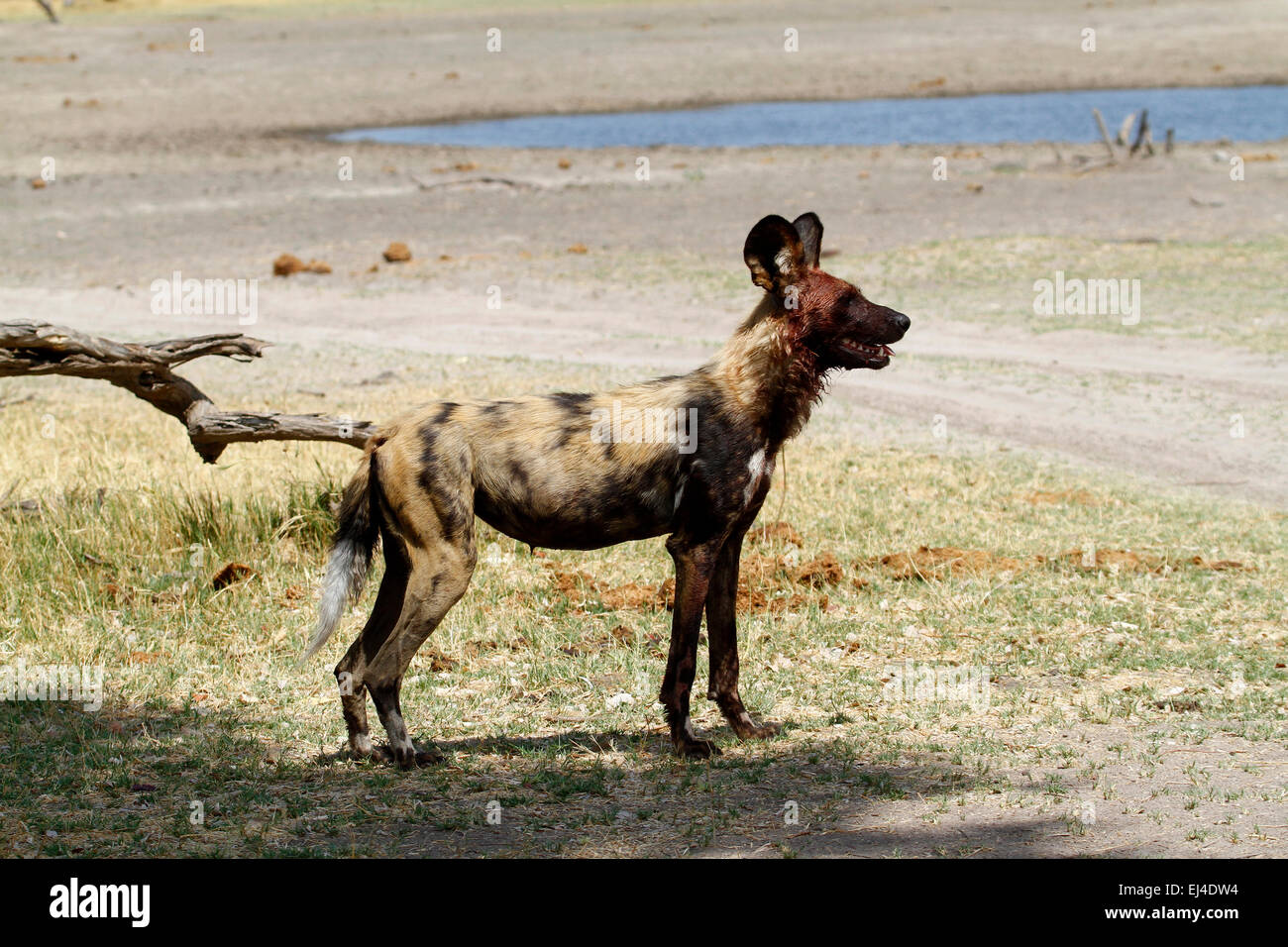 Hunting African Wild Dog. This is the most successful African predator ...