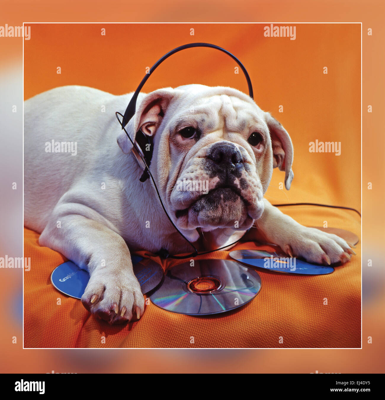 Bulldog listens hi-res stock photography and images - Alamy