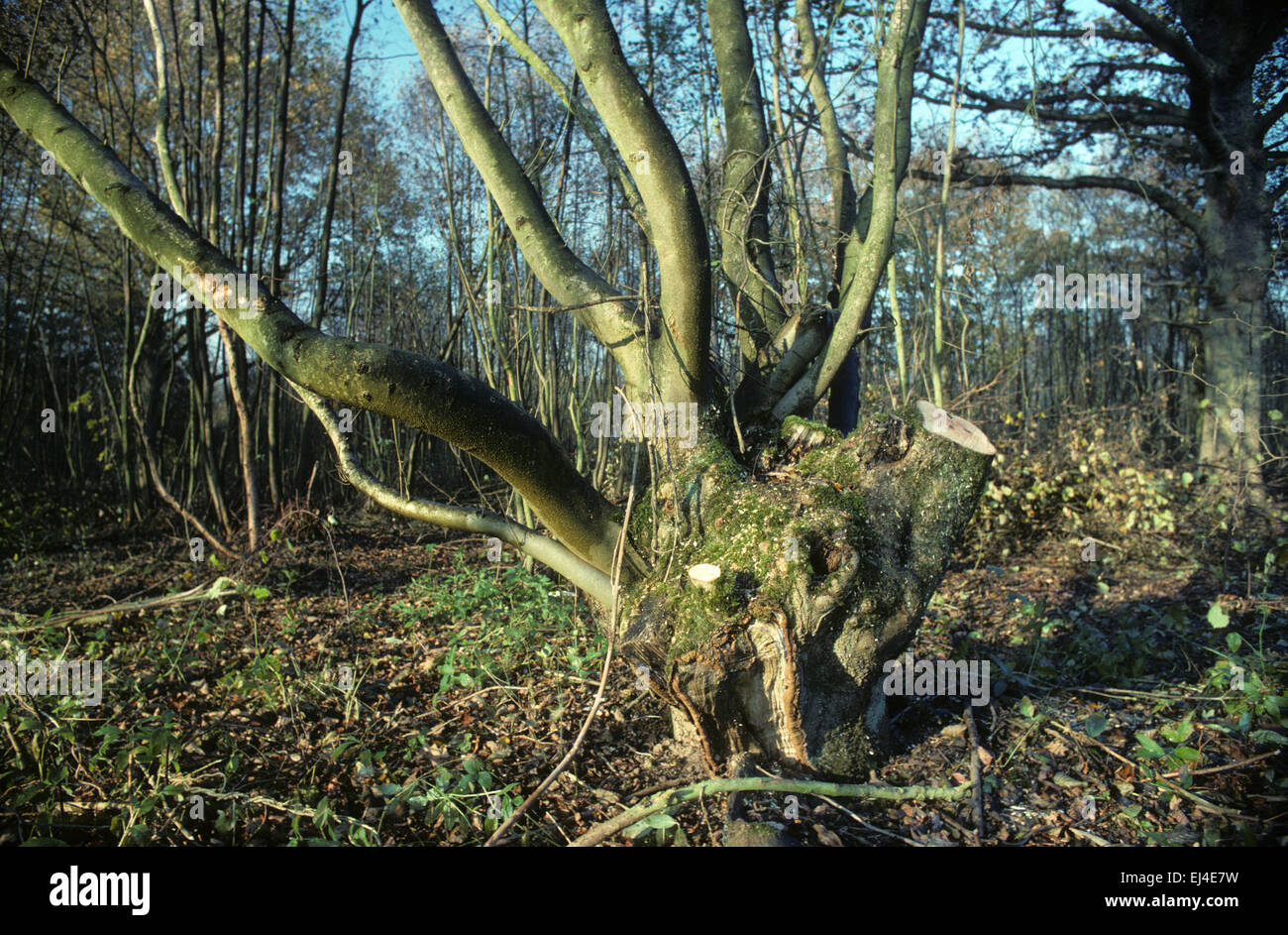Coppicing of Ash tree Stock Photo - Alamy